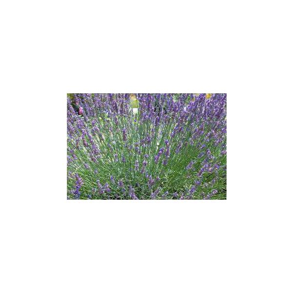 Grosso学名：Lavandula ×intermedia “Grosso”分類：シソ科・ラバンデュラ属/常緑小低木フランスのMonsieur Grossoが1972年ごろに作出した品種です。高さは50cmほどになり、たくさんの花穂をつけ...