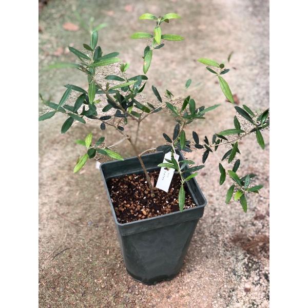 Olive  ‘Arbechina'オリーブ ‘アルベルキーナ’形態：耐寒性常緑高木科名：モクセイ科樹高：庭植えで5〜10m用途：鉢植え、庭植え原産国：スペインお届け時の高さ：30〜40cm樹形や風に揺れる葉が美しい人気の常緑樹。シンボルツ...