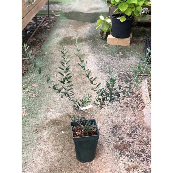Olive  ‘Manzanillo'オリーブ ‘マンザニロ’形態：耐寒性常緑高木科名：モクセイ科樹高：庭植えで5〜10m用途：鉢植え、庭植え原産国：スペインお届け時の高さ：30〜40cm樹形や風に揺れる葉が美しい人気の常緑樹。シンボルツリ...