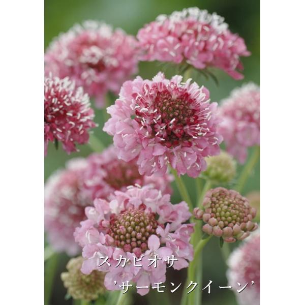Scabiosa学名：Scabiosa科名：スイカズラ科マツムシソウ属 / 耐寒性花期：9月中旬から10月、4月〜6月草丈：40〜60cm日照：日向素敵な花色とユニークな花姿でたくさんの花を咲かせます。ニーハイの草丈なのでバラとの相性もいい...