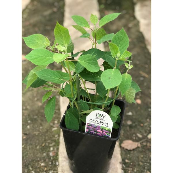 Hydrangea Arborescens  'Pink Annabelle'アジサイ ‘ピンクのアナベル ’形態：耐寒性落葉低木科名：アジサイ科樹高：100〜200cm開花期：6〜7月ピンク色のアナベル。アナベル同様、耐寒性、耐暑性にすぐ...