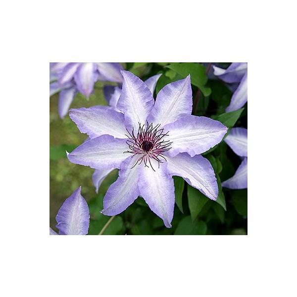 Clematis 'Misayo'花期：5〜10月花径：12〜15cm丈：1.5〜2.5mパテンス系（早咲き大輪系）の品種。花は縁が藤色がかる青色で、中央からその縁にかけてふわっと白色が広がる。非常に繊細で、日本的な美しさを持つグラデーショ...