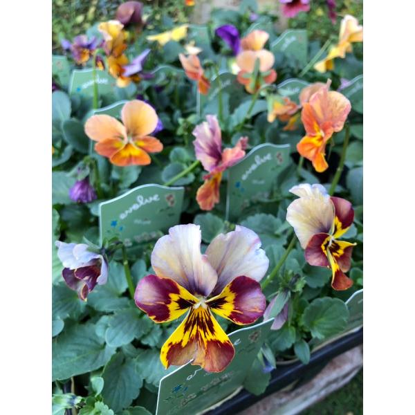 Viola ‘evolve stipe’進化を続けるビオラ分類：スミレ科スミレ属/耐寒性一年草開花期：11月〜5月草丈：20〜30cm耐寒性：強耐暑性：弱用途：花壇 / 寄せ植え / 鉢植えevolve ＝ keep evolve　毎年進化...