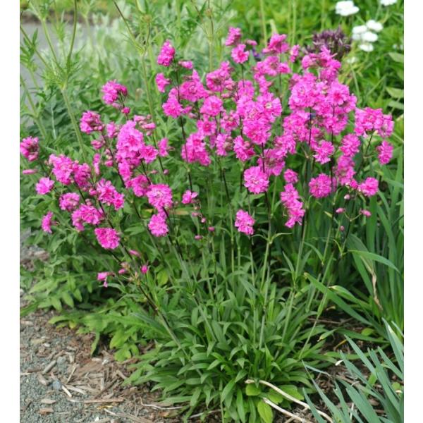 Lychnis viscaria ‘Flore Pleno’リクニス　ビスカリア　‘フロレプレノ’　日向〜半日陰に向く宿根草開花期：4月〜6月(多年草)開花時草丈：40〜60cm耐寒性：強保水性・排水性の良い肥沃な土壌日当たりが良く、水はけ...