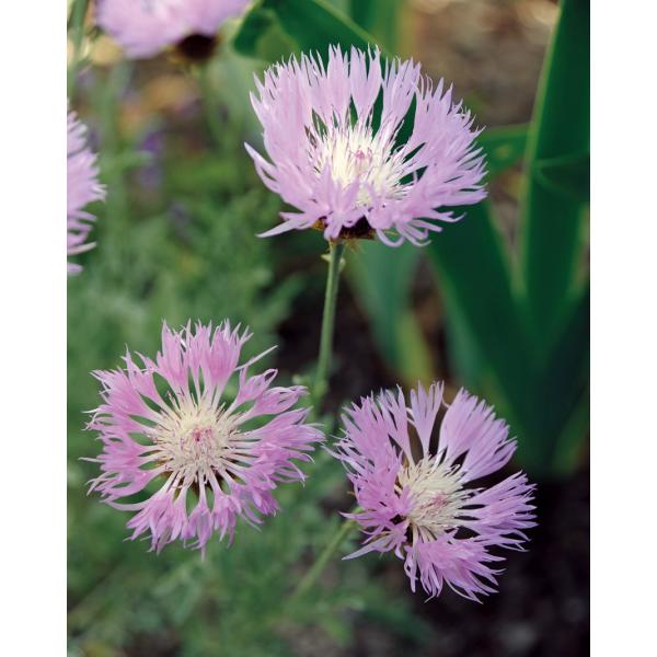 Centaurea pulcherrimaセントーレア　プルケリマ日向〜半日陰に向く宿根草開花期：6月〜8月(多年草)開花時草丈：40〜60cm耐寒性：強排水性の良い土壌を好む。日向の水はけの良い場所を好みます。夏場はできるだけ風通し良く涼...