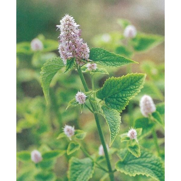 Anise hyssop学名：Agastache foeniculum分類：シソ科・カワミドリ属別名：ジャイアントヒソップ形態：多年草草丈／樹高：60〜120cm開花期：6月〜10月全草に、アニスのタネに似た甘くすっとする香りがあり、葉と花...
