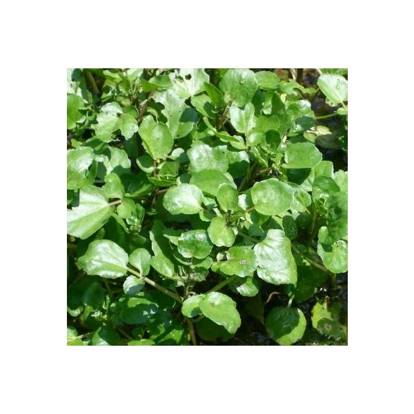 Cresson科名：アブラナ科学名：Nasturitium officinale別名：オランダガラシ　オランダミズガラシ　 ウォータークレス草丈：30cm-90cm（英）Water cress （仏）Cresson クレソンヨーロッパからア...