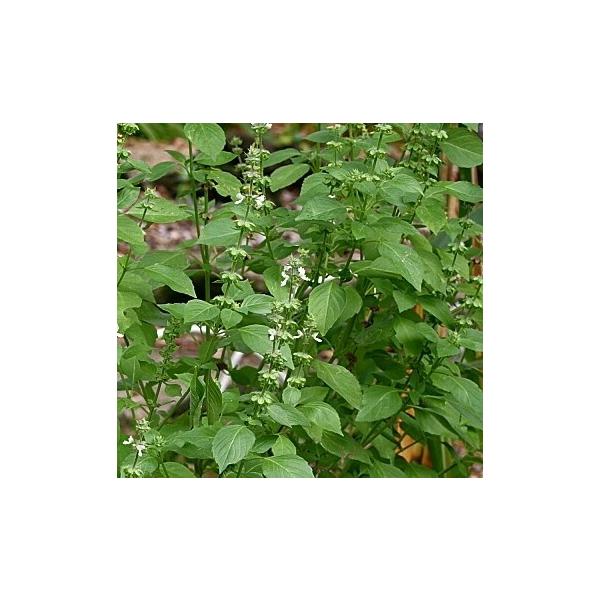 学名：Ocimum basilcum "citriodorum"分類：シソ科・メボウキ属/一年草花色：ホワイト草丈：30cm〜40cm葉は小さく、白い花が咲くバジルです。スイートバジルに比べると葉の幅が狭く細長いです。小さい葉からはバジルと...