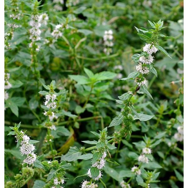 Japanese mint学名：Mentha arvensis piperascens分類：シソ科ハッカ属/多年草和名：ハッカ（薄荷） 草丈：50cm〜70cm開花：6月下旬〜8月上旬花色：淡紫色 ニホンハッカ、「ホクト」はニホンハッカにオ...