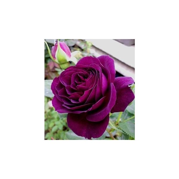 ebb tide花色：紫色　香り★★★　四季咲き　樹形：木立性ビロードのような紫色。咲き進むとより一層紫色が深くなり、青みを増します。とても魅力的なバラです。スパイシー系の香り。