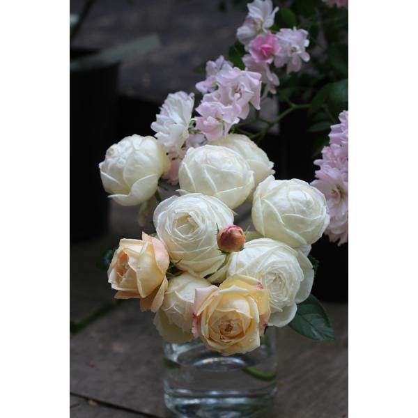 【発売日：2026年04月29日】Madelaine Fayet花色：アプリコットから白へ変化　香り: ★★☆開花：返り咲き　花形：カップ咲き花径：中輪（8cm）樹形：半つる性　樹高・幅：0.8m×1.0m用途：花壇、鉢植え作出：2025年...