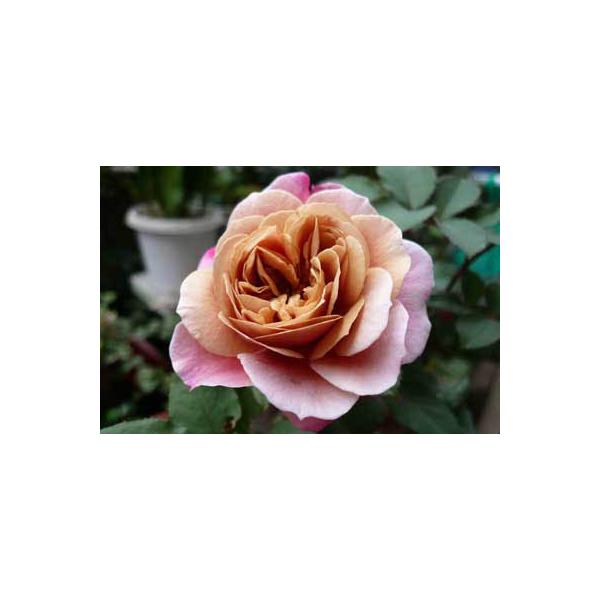 Distant Drums花色：薄茶色〜アプリコットピンク　香り★☆☆　四季咲き性　花径：10cm花色は咲く時期や気温によって変わってきます。樹形はシュラブ（半つる）ですが、冬季の剪定で短めに仕立て、木バラのように咲かせることもできます。樹...