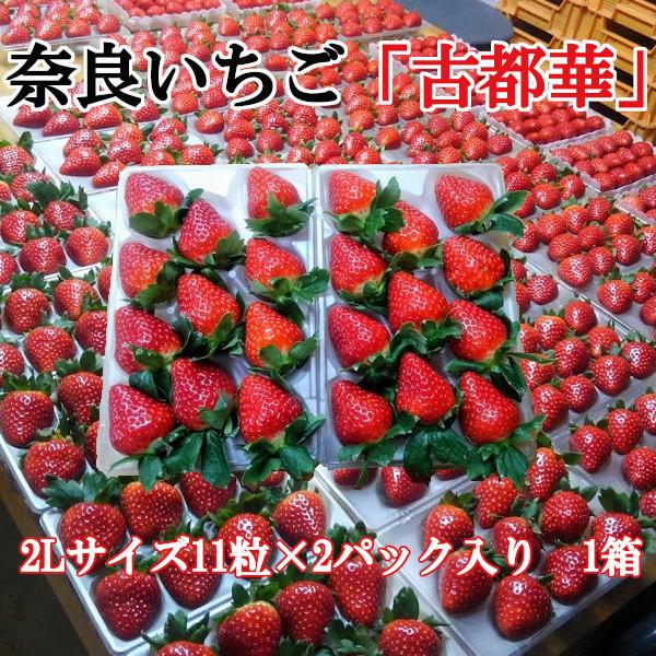 【発売日：2021年01月06日】奈良県生まれの希少なイチゴ「古都華」糖度と酸度が高い濃厚な味わいをお楽しみください。2Lサイズ11粒×2パック　1箱