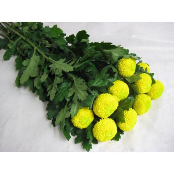 まんまるで可愛い＆日持ちします！白のピンポン菊<br>