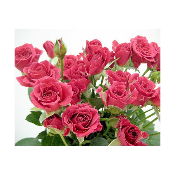 爆買 鮮やかな赤の代表的なスプレーバラです。