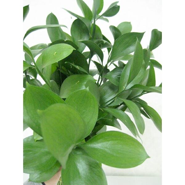 変わった葉ものでオシャレ度ＵＰ<br>