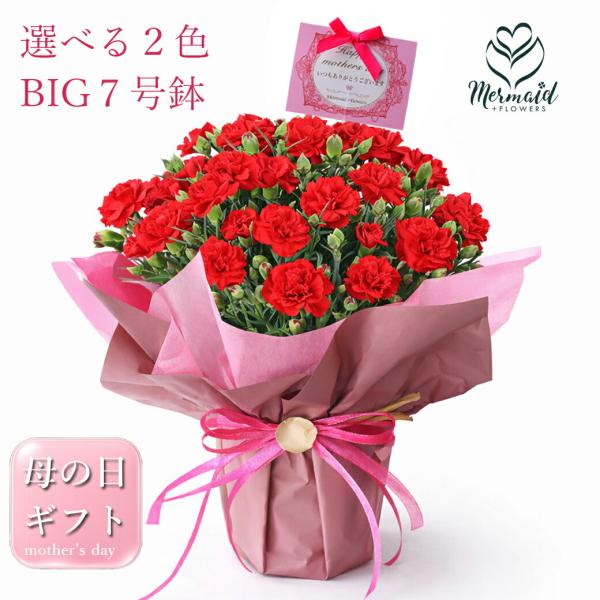 爆買 大きなカーネーション鉢に思わずびっくり 特大 カーネーション ♪ 7号 鉢花 赤 ピンク BIG 鉢植え 花鉢 送料無料 母の日プレゼント カーネーション ギフト 鉢 鉢植え 花 生花