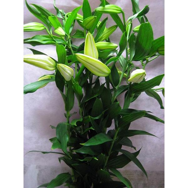 爆買 国産トップ産地のカサブランカ。優〜秀以上。品種名     カサブランカ５本つぼみから咲き終わりまで、長く楽しめます。(お供え)(お盆)(手土産)(豪華切花)(ご自宅用)(お祝い)(誕生日 バレンタイン)(記念日)