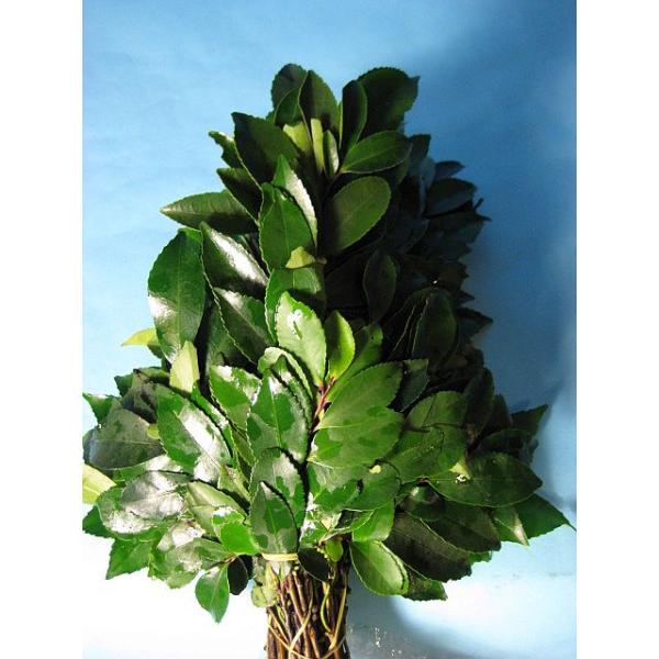 約34センチになります。下草ククリ（関西風仏花の台として使用されます）