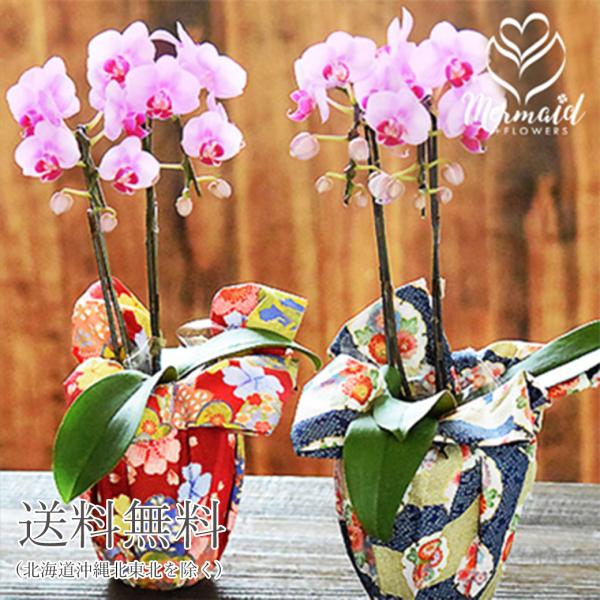 幸せ運ぶフラワーギフト 上品な花姿 テーブルサイズ 胡蝶蘭 産地直送 蘭 鉢花 鉢植え ギフト プレゼント お母さん 義母 祖母 可愛い 贈り物 2025 ピンク 風呂敷 生花 花