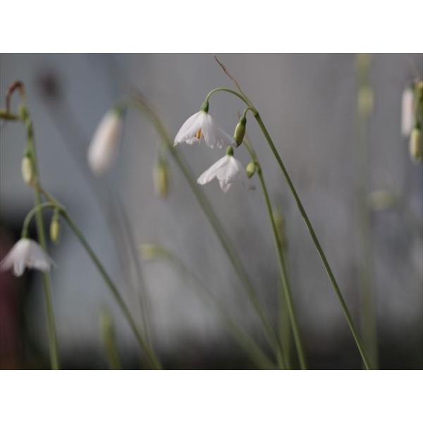 Acis ionica Vlorense/アキス・イオニカ Vlorenseです。アルバニアのVlorense産のアキス・イオニカです。以前から販売しているイオニカとは特段の違いは無いようですが、産地違いということのようです。以前から販売し...