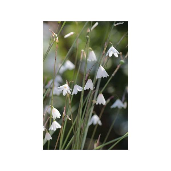 Acis autumnalis/アキス・アウツムナリスの選抜種、September Snow/セプテンバースノーです。夏の終わりから初秋にかけて小さな花を咲かせる球根植物です。＊開花画像は参考画像です。2.5号ポットに複数球入り。花は咲き進...