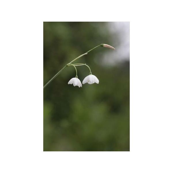 Acis ionica/アキス・イオニカです。夏の終わりから初秋にかけて小さな花を咲かせる球根植物です。アウツムナリスと比べると大き目のふっくらとした花を咲かせます。＊開花画像は参考画像です。撮影日：2022年8月17日（苗画像）2.5号ポ...