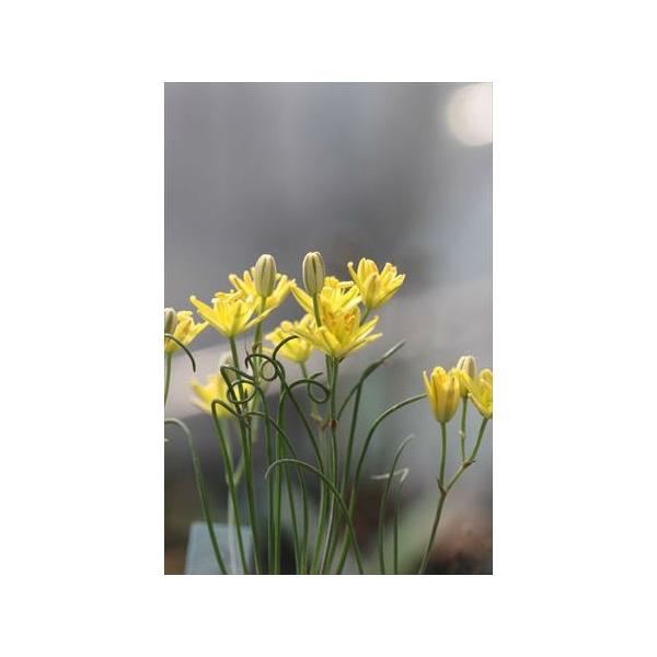 南アフリカの球根植物、Albuca osmynella/アルブカ・オスミネラです。sp.で入手したので以前はsp.で販売していましたが、開花時期や特徴からオスミネラと判断いたしました。苗画像の苗をお送りします。開花サイズ球で花茎が上がってき...