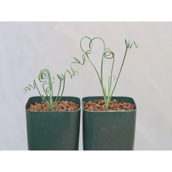 Albuca viscosa/アルブカ・ビスコーサです。＊開花画像は見つかりませんでした。２枚目の画像と同等の苗をお送りいたします。来季開花サイズ球です。2.5号ロングポット撮影日：2025年11月25日（苗画像）半耐寒性ですが、凍らない程...