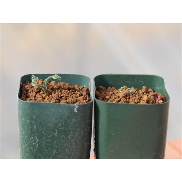 Androcymbium volutare Tanqua Karoo/アンドロキンビウム・ボルタレ小苗です。Locality: Tanqua Karoo苗画像の苗からご注文順に大きな苗からお送りします。2.5号ポット発芽から4年以上経ってい...