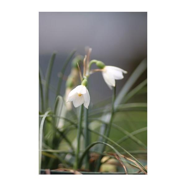 Acis nicaeense/アキス・ニカエエンセ春に小さな花を咲かせる球根植物です。＊開花画像は参考画像です。2.5号ポットに複数球入り。開花画像は参考画像です。花は咲き進みますのであらかじめご了承ください。ある程度耐寒性はありますが、寒...