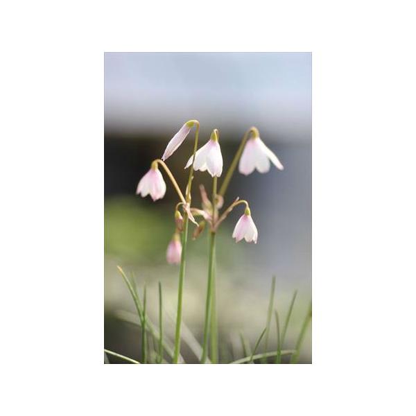 Acis trichophylla /アキス・トリコフィラです。春に小さなピンク色の花を咲かせる球根植物です。＊開花画像は参考画像です。2.5号ポットに複数球入り。開花サイズ球ですが、咲かない場合もございます。花は咲き進みますのであらかじめ...