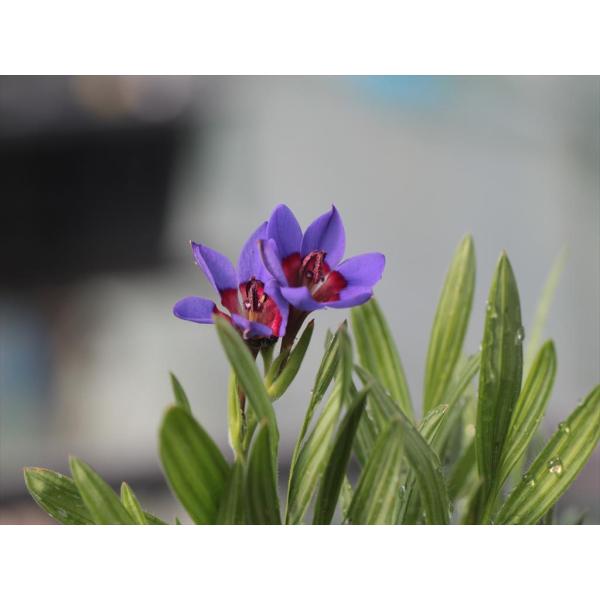 Babiana rubrocyanea/バビアナ・ルブロキアネア真っ青な花を咲かせるバビアナLocality: Brackenfell画像2枚目と同等の苗をお送りします。2.5号ロングポット（1球入りです。）販売苗は開花〜１作開花サイズです...