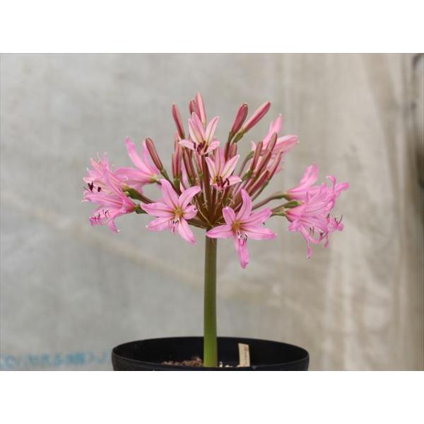 Brunsvigia bosmaniae/ブルンスヴィギア・ボスマニアエです。ブルンスヴィギアの中では大型種です。販売苗は去年発芽したものなので発芽から丸１年です。画像3枚目と同等の苗をお送りします。2.5号ロングポット（1球入りです。）冬...
