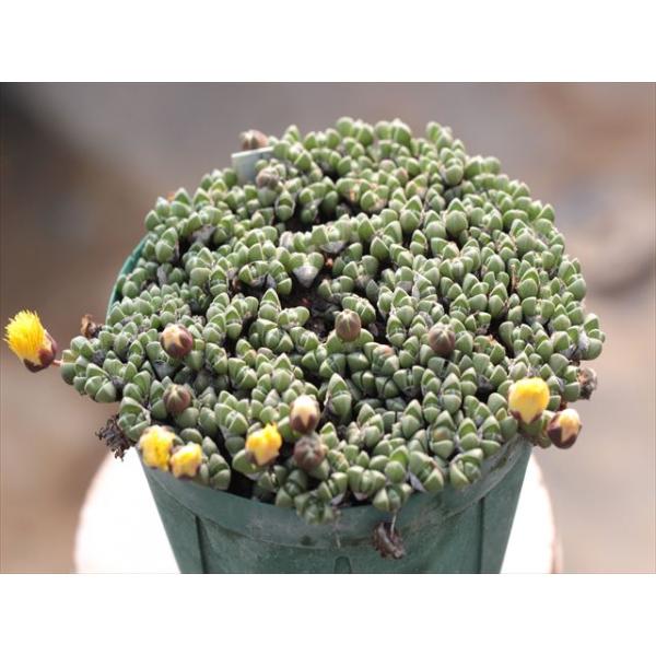 Cheiridopsis meyeri Garies/ケイロドプシス・メイエリです。マット状に広がります。Locality:Garies＊画像１枚目は参考画像です。＊画像3枚目の苗から当園見計らににてお送りいたします。3号ロングポット撮影日...