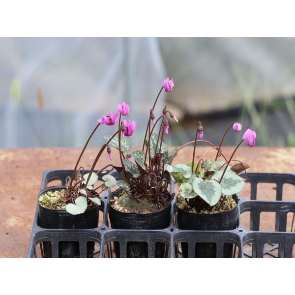 シクラメン・プルプラセンスのお得な３苗セットです。たくさん庭に植えたい方用にセット販売をご用意しました。個別商品より15％程度お安くなってます。2.5号ポット＊画像のセットはあくまでも見本です。同じものが届くということではありません。苗は当...