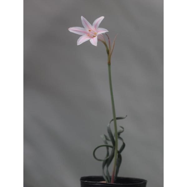 Cyrtanthus smithiae/キルタンサス・スミシアエの実生苗です。発芽から丸１年生苗ですので開花まであと２〜４年かかります。Locality:ex. Eastern Cape2.5号ロングポット１球入り＊開花画像は参考画像です。...