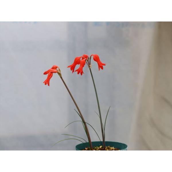 Cyrtanthus staadensis ex. Van Staadens/キルタンサス・スターデンシスLocality: ex. Van Staadens発芽から丸1年生苗ですので開花まであと１〜３年かかります。販売苗を植え替えたスタッ...