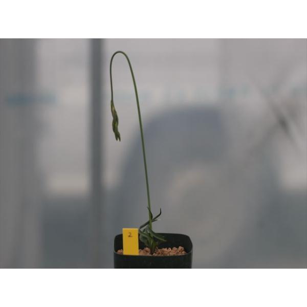 Dipcadi ciliare/ディプカディ・キリアーレです。葉がコイル状に巻く夏型のディプカディです。Locality:Signal Hill2.5号ロングポット１球入り開花サイズで蕾（花）つきです。撮影日：2022年6月7日（苗画像）葉...