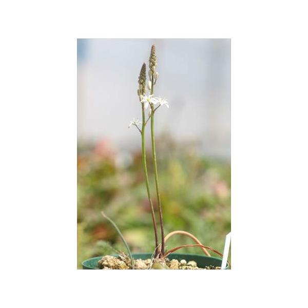Drimia flagellaris/ドリミア・フラゲラリスです。小型のドリミアで、細い棒状の葉が１〜２枚長く伸びます。locality:Molweni, Kwazul, Natal2.5号ロングポット１球入りですが分球して複数球になってま...