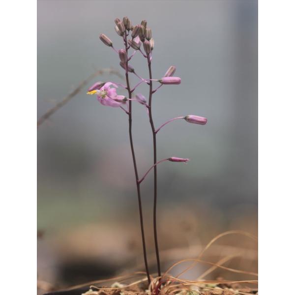 Drimia nana/ドリミア・ナナです。Locality: Kamiesberg＊開花画像は親株画像です。苗画像（２枚目）と同等の苗をお送りします。（苗画像2020年12月8日撮影）親株の分球苗ですので開花サイズ苗です。2.5号ロングポ...