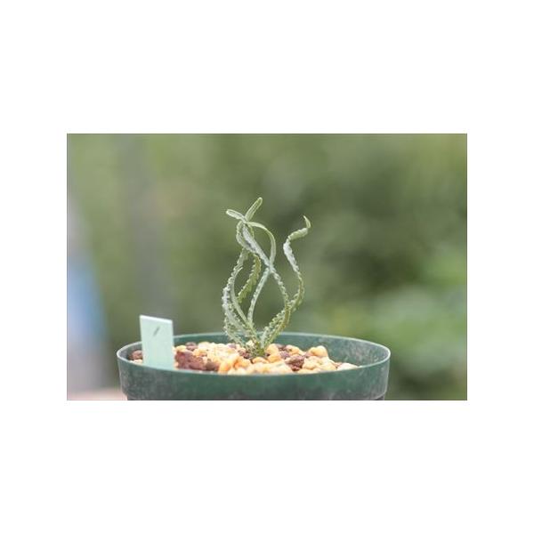 南アフリカの球根、Drimia sp. Welkon Airport/ドリミア不明種です。Locality: Welkon Airport Welkon orange Pire葉が特徴的なドリミアで、地中にドリミア・ハオルチオイデスのような...