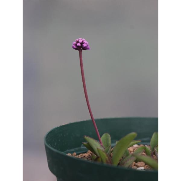 Drimiopsis comptonii/ドリミオプシス・コンプトニーLocality: Mbabane Swaziland2.5号ロングポット１~2球入り＊開花画像は親株のもので参考画像です。販売球は全て開花サイズ球です。撮影日：2022...