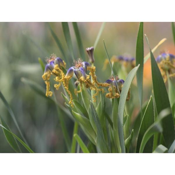 Ferraria divaricata Clanwilliam/フェラリア・ディバリカータ クランウィリアム産です。葉が若干よじれ気味に展開します。Locality:Clanwilliam苗画像（２枚目）と同等の苗をお送りします。（苗画像2...