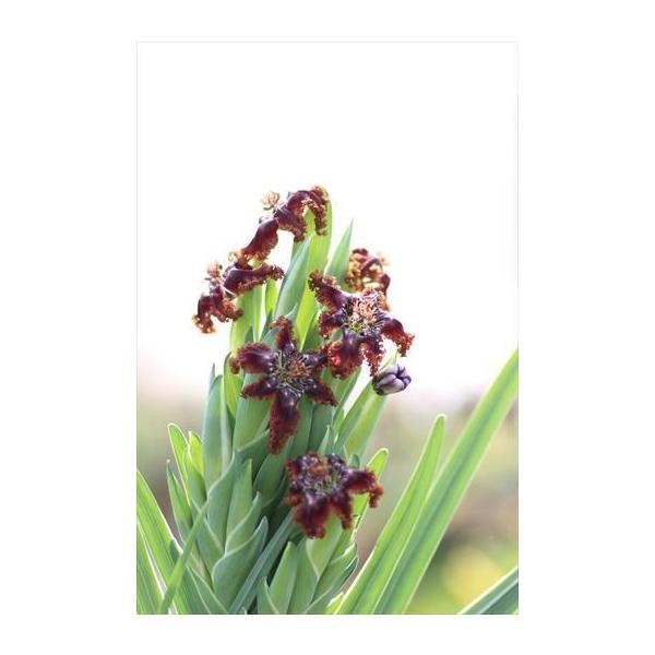 南アフリカの球根植物、Ferraria foliosa/フェラリア・フォリオーサです。＊開花画像は参考画像です。苗画像と同等の苗をお送りします。3.5号ロングポット1球入り。開花予定球ですが、肥培の程度によっては咲かない可能性があります。肥...