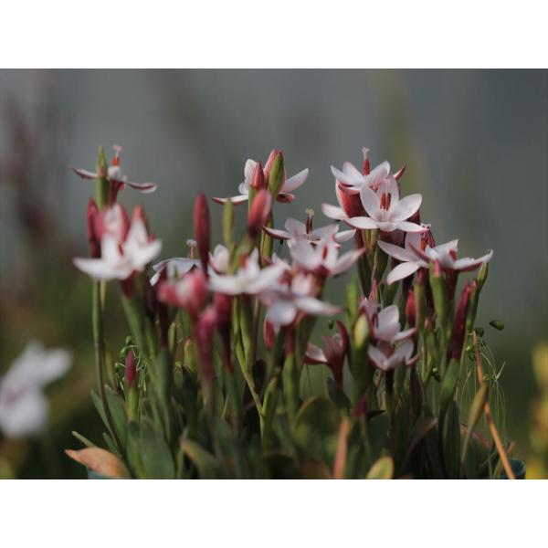 Geissorhiza ovata/ゲイソリザ・オバタ極小型種です。Locality: Franchhoek pass画像2枚目と同等の苗をお送りします。2.5号ロングポット（1球入りです。）販売苗は開花サイズ球です。冬成長型です。休眠期は...