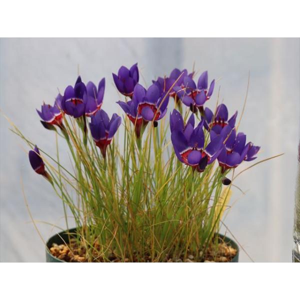 南アフリカの球根植物、Geissorhiza radians/ゲイソリザ・ラディアンスです。Locality: ex. Abbotsdale＊開花画像は親株画像です。苗画像と同等の苗をお送りします。（開花見込みサイズ苗です。）2.5号ロング...