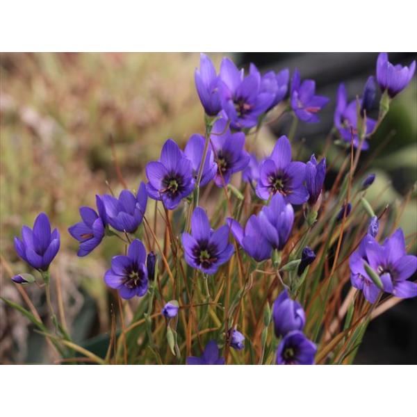 南アフリカの球根植物、Geissorhiza radians/ゲイソリザ・ラディアンスです。Locality: ex. Nieuwoudtville＊開花画像は親株画像です。苗画像と同等の苗をお送りします。（開花見込みサイズ苗です。）2.5...