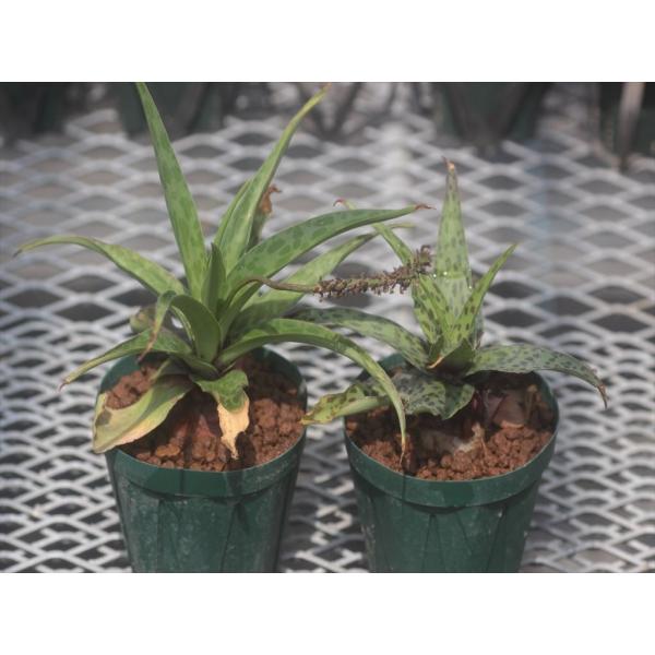 Ledebouria revolutaレデボウリア・レボルタです。Locality: Feariestoneskloof3号ポット１球入り＊開花画像は親株のもので参考画像です。販売球は全て開花サイズ球です。撮影日：2019年9月9日苗画像2...