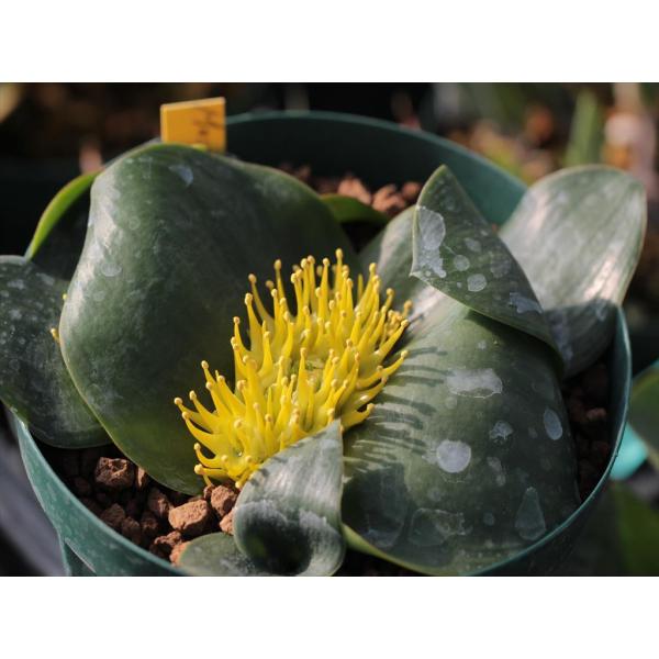 Massonia citrina/マッソニア・キトリナです。軽く香りました。2013年に新種として記載されたマッソニアです。ヨーロッパのマッソニア専門家から入手した種から育成したものです。Locality: Rooihoogte Pass＊...